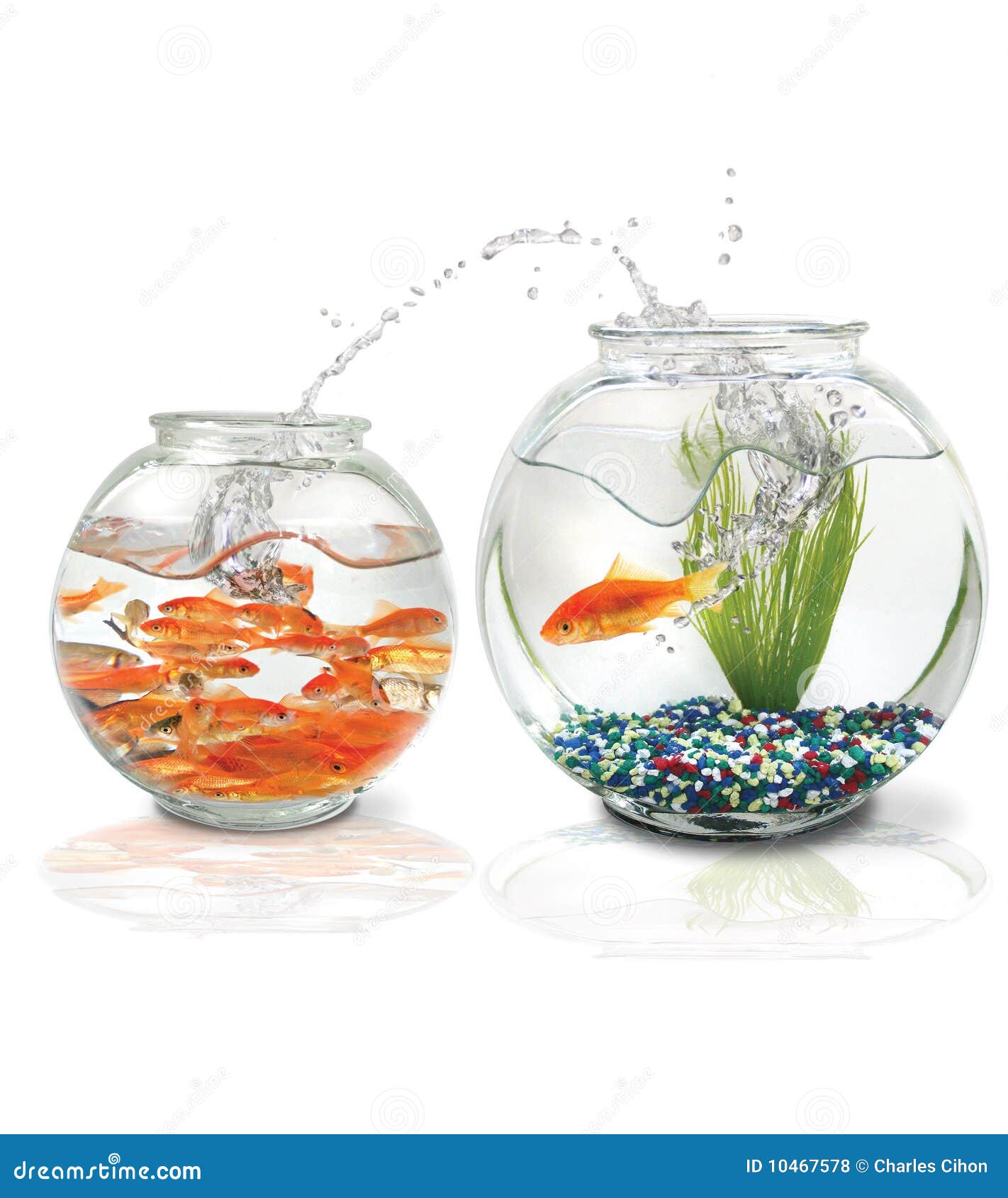 Fisch springt stockfoto. Bild von initiative, goldfisch - 10467578