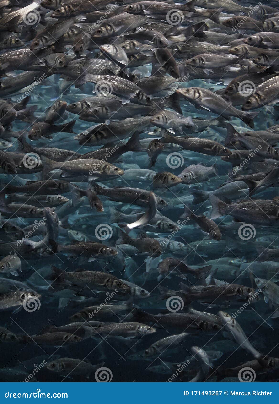 The chaos of a fish swarm stock image. Image of swim - 171493287