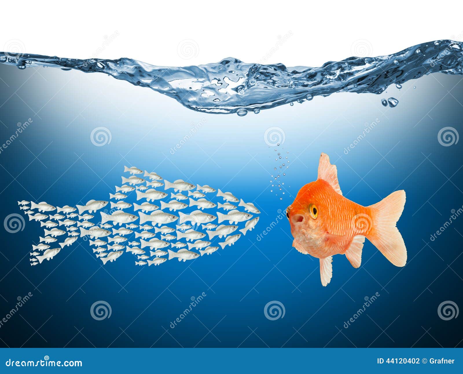 Fisch teamwork concept stock photo. Image of management - 44120402