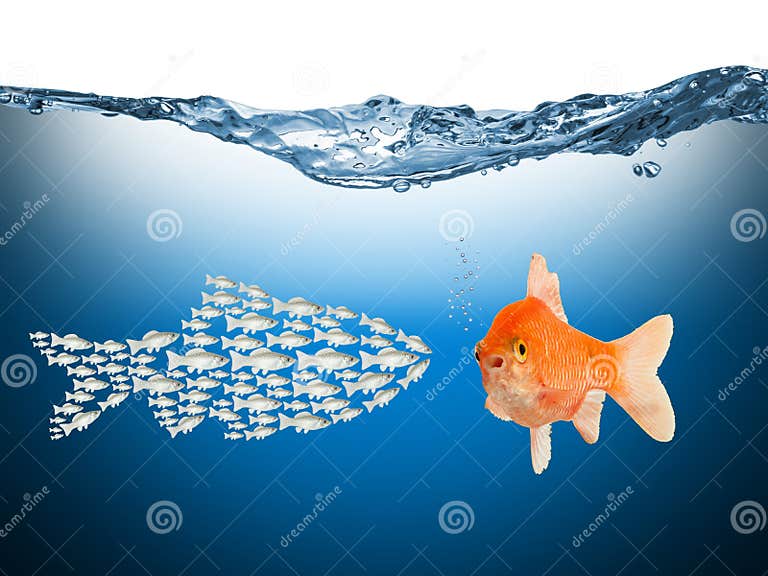Fisch teamwork concept stock photo. Image of management - 44120402