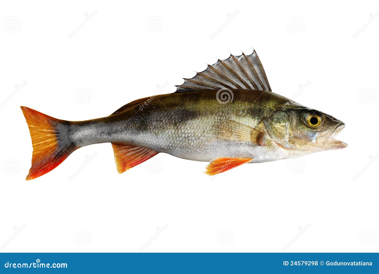 Fische stockfoto. Bild von getrennt, verriegelung, karosserie - 24579298