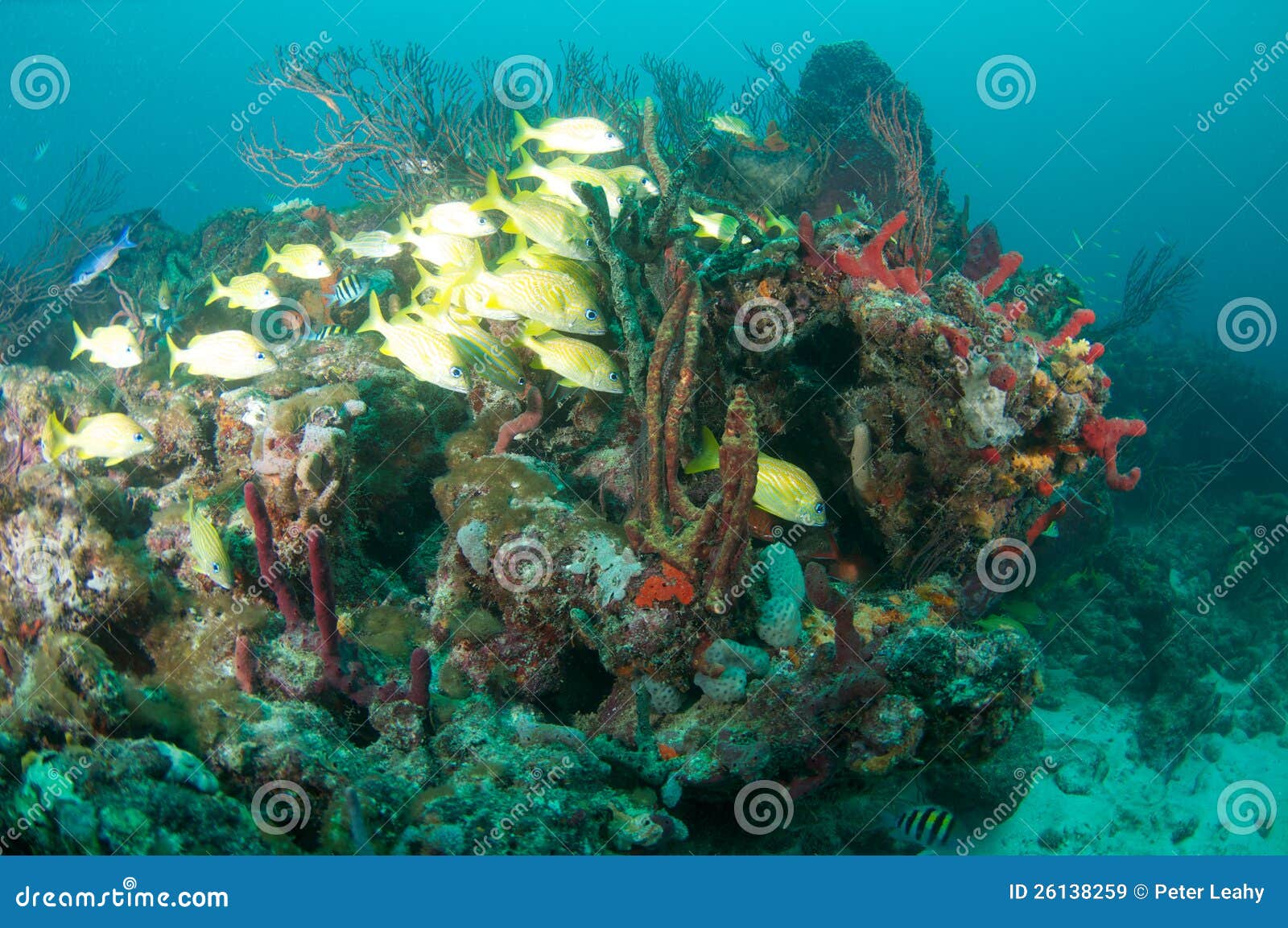 Fische auf einem Riff stockbild. Bild von tropisch, fische - 26138259