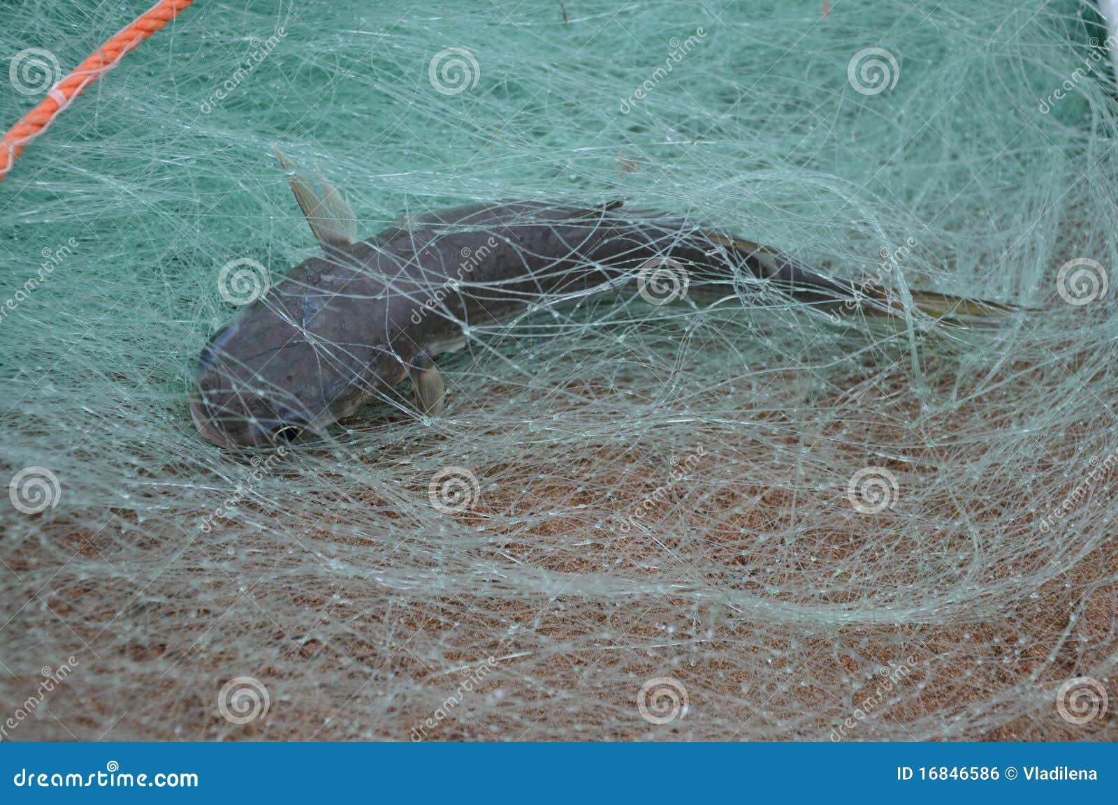 Fische in den Netzen stockfoto. Bild von netze, verriegelung - 16846586