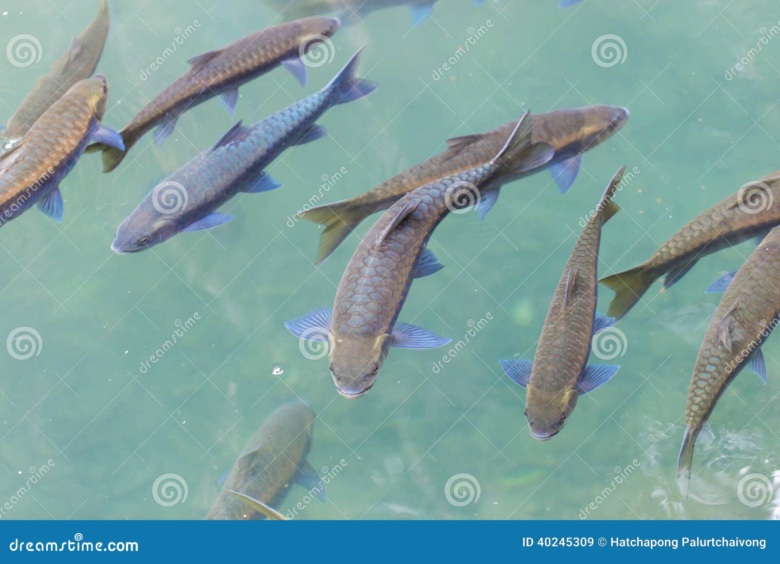 Fische, Die Im Wasser Schwimmen Stockbild - Bild von salzwasser, schön ...