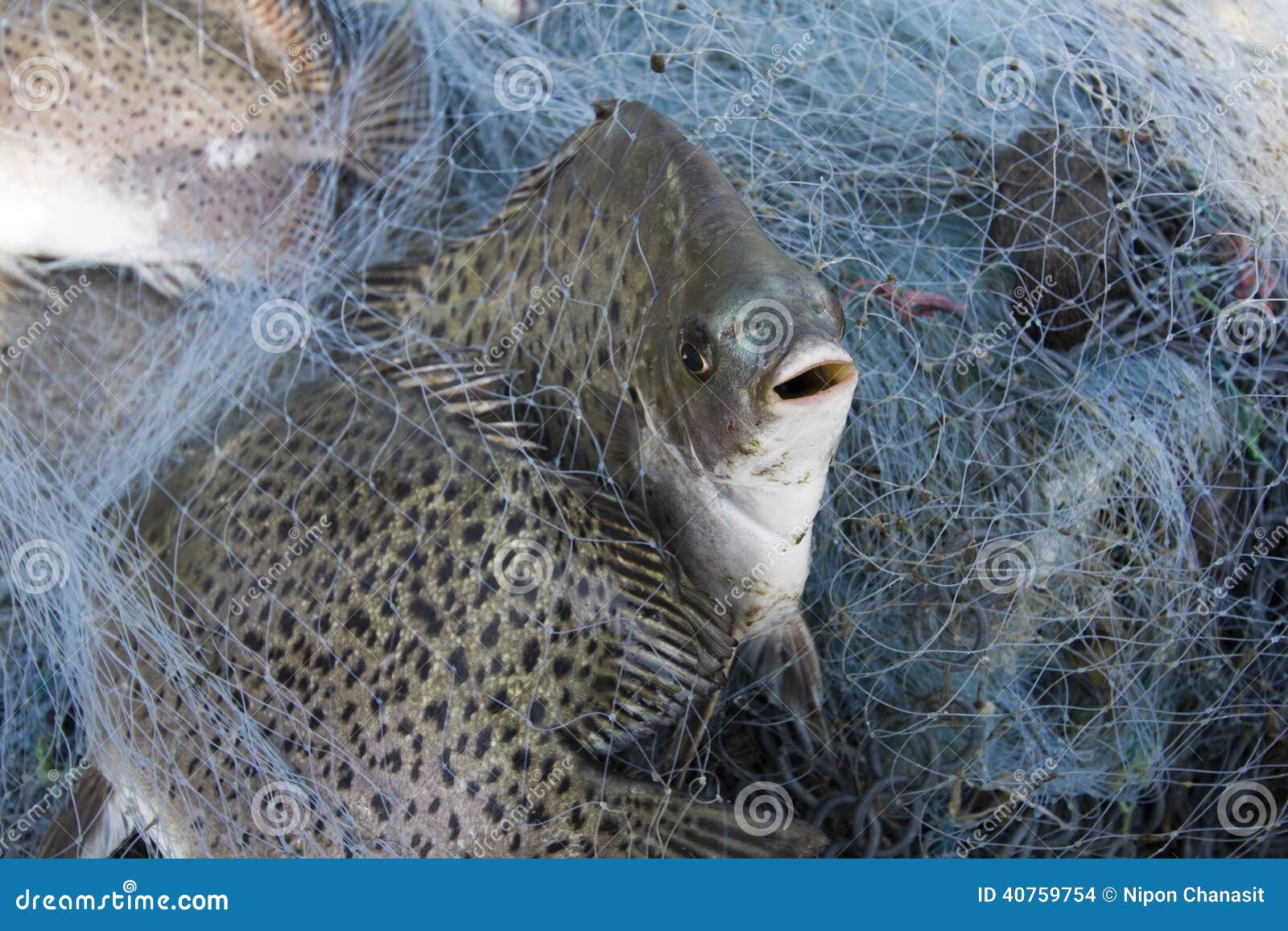 Fische im Fischernetz stockfoto. Bild von meer, fangfederblech - 40759754