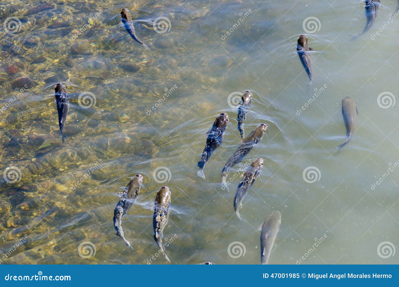 Fische im Fluss stockbild. Bild von meer, teich, fauna - 47001985