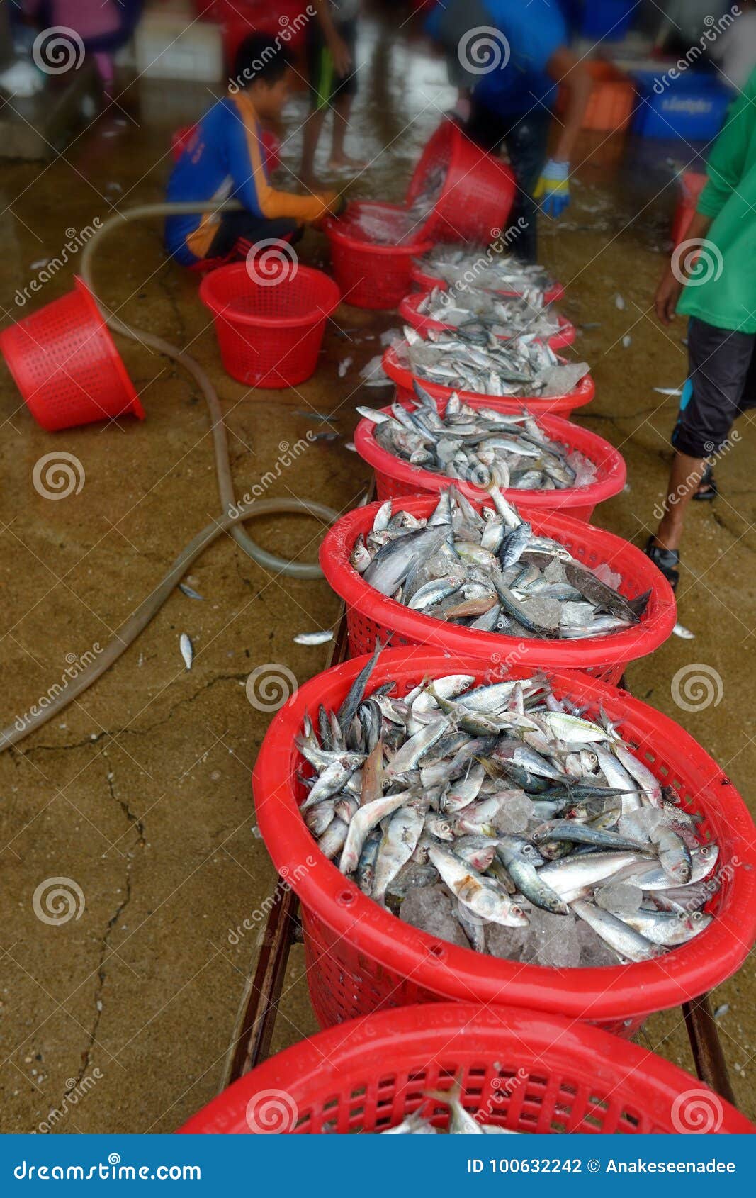 Fische im Korb redaktionelles stockfotografie. Bild von hafen - 100632242