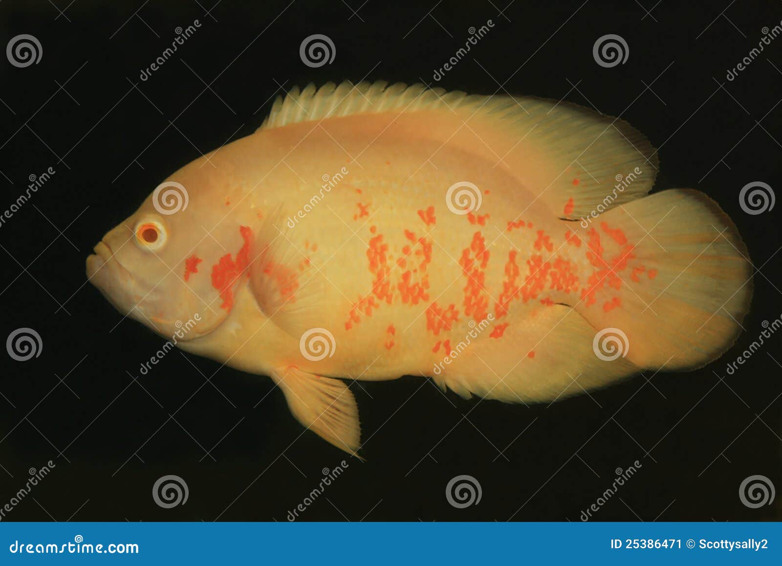 Fische, Oscar-Albino stockbild. Bild von albino, wasser - 25386471