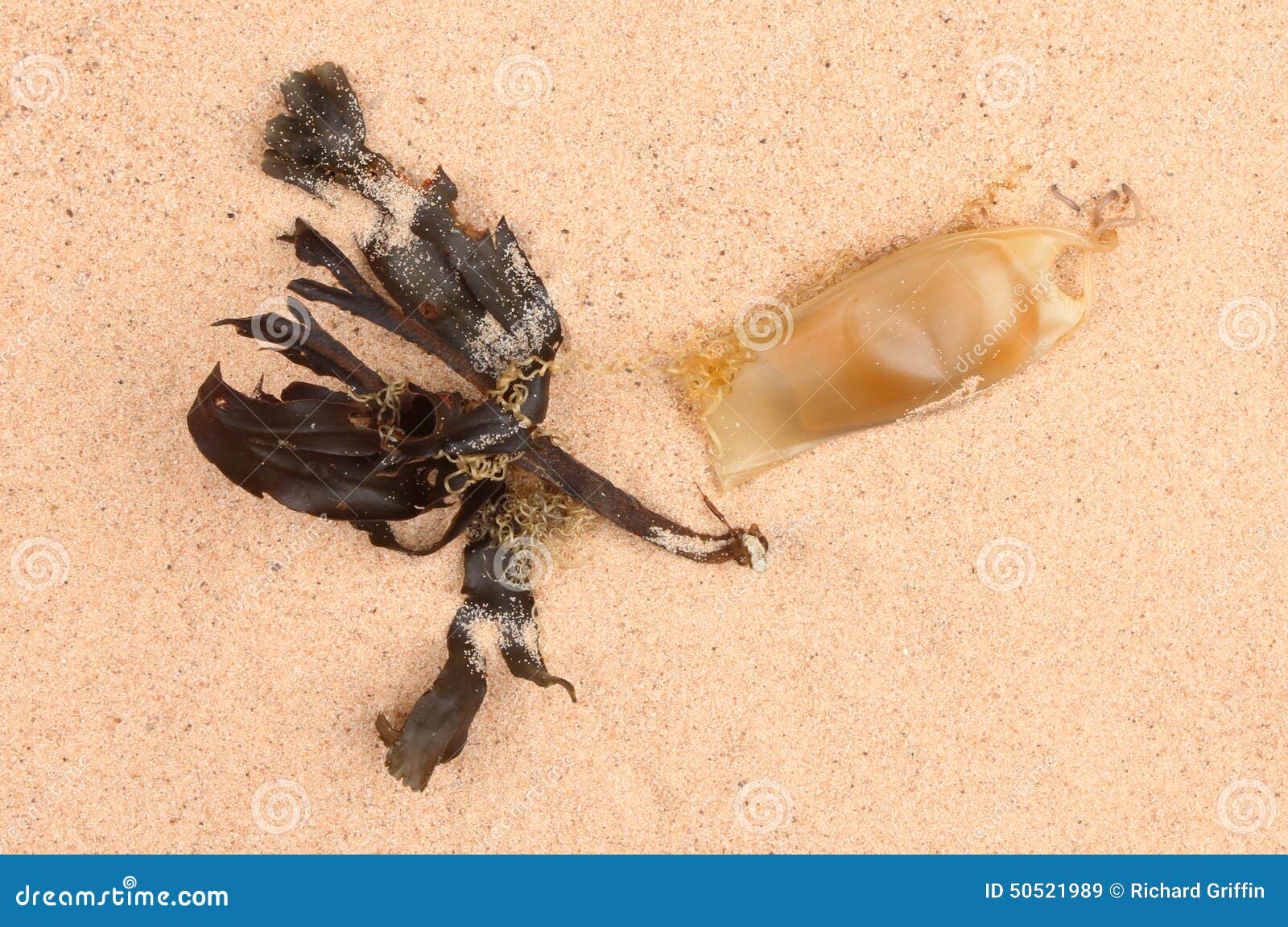 Fischei und Meerespflanze stockbild. Bild von strand - 50521989