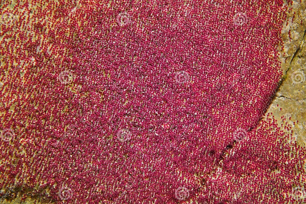 Fischeier Von Sergeant Major Damselfish Stockfoto - Bild von karibisch ...