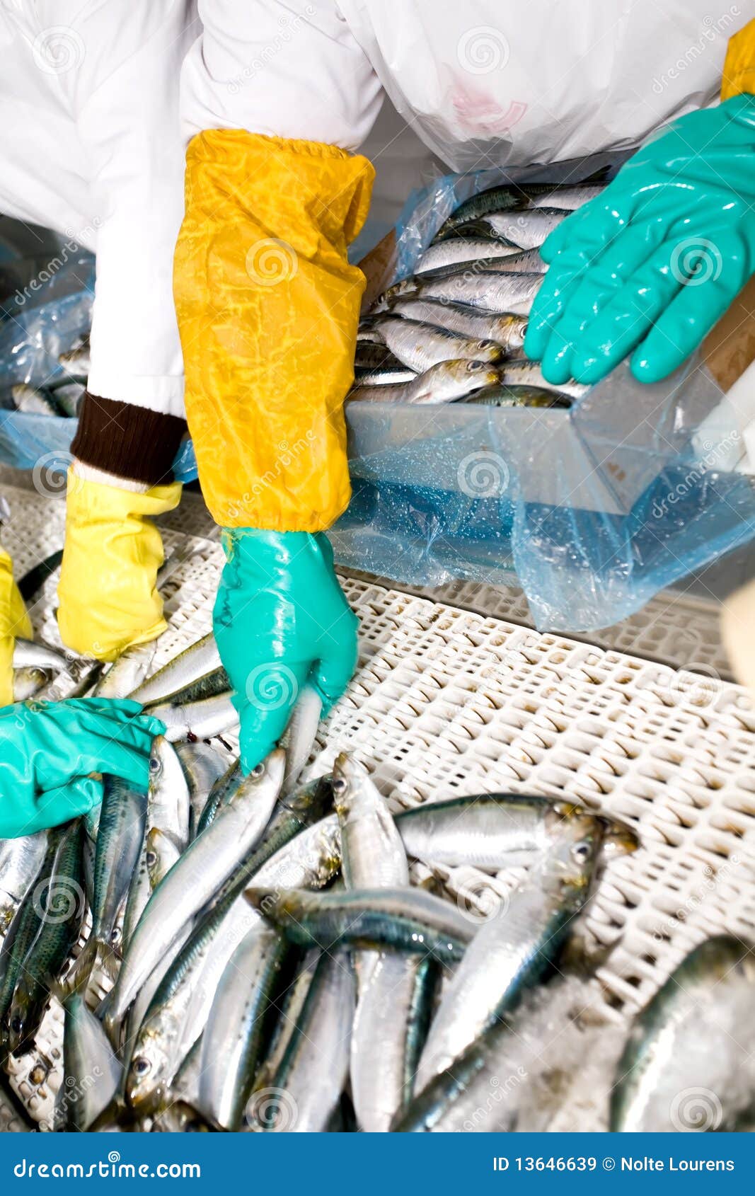 Fischen Sie das Sortieren stockbild. Bild von meeresfrüchte - 13646639