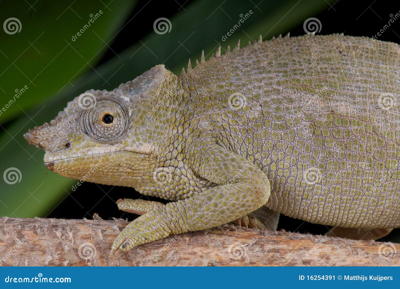 Fischer s Chameleon female stock image. Image of pets - 16254391