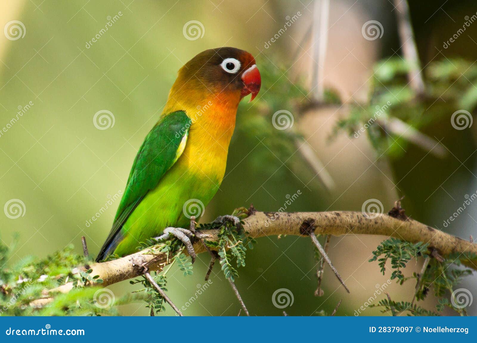 Fischer s Parrot stock image. Image of colorful, feather - 28379097