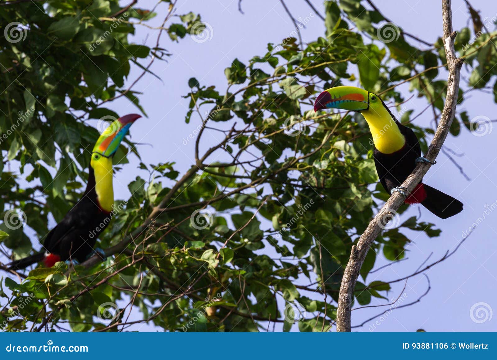 Fischertukan Ramphastos-sulfuratus Stockfoto - Bild von vogel, frech ...