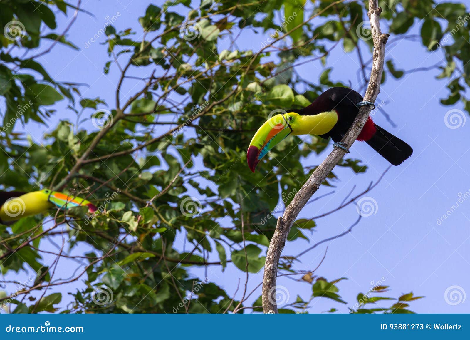 Fischertukan Ramphastos-sulfuratus Stockbild - Bild von fliege, frech ...