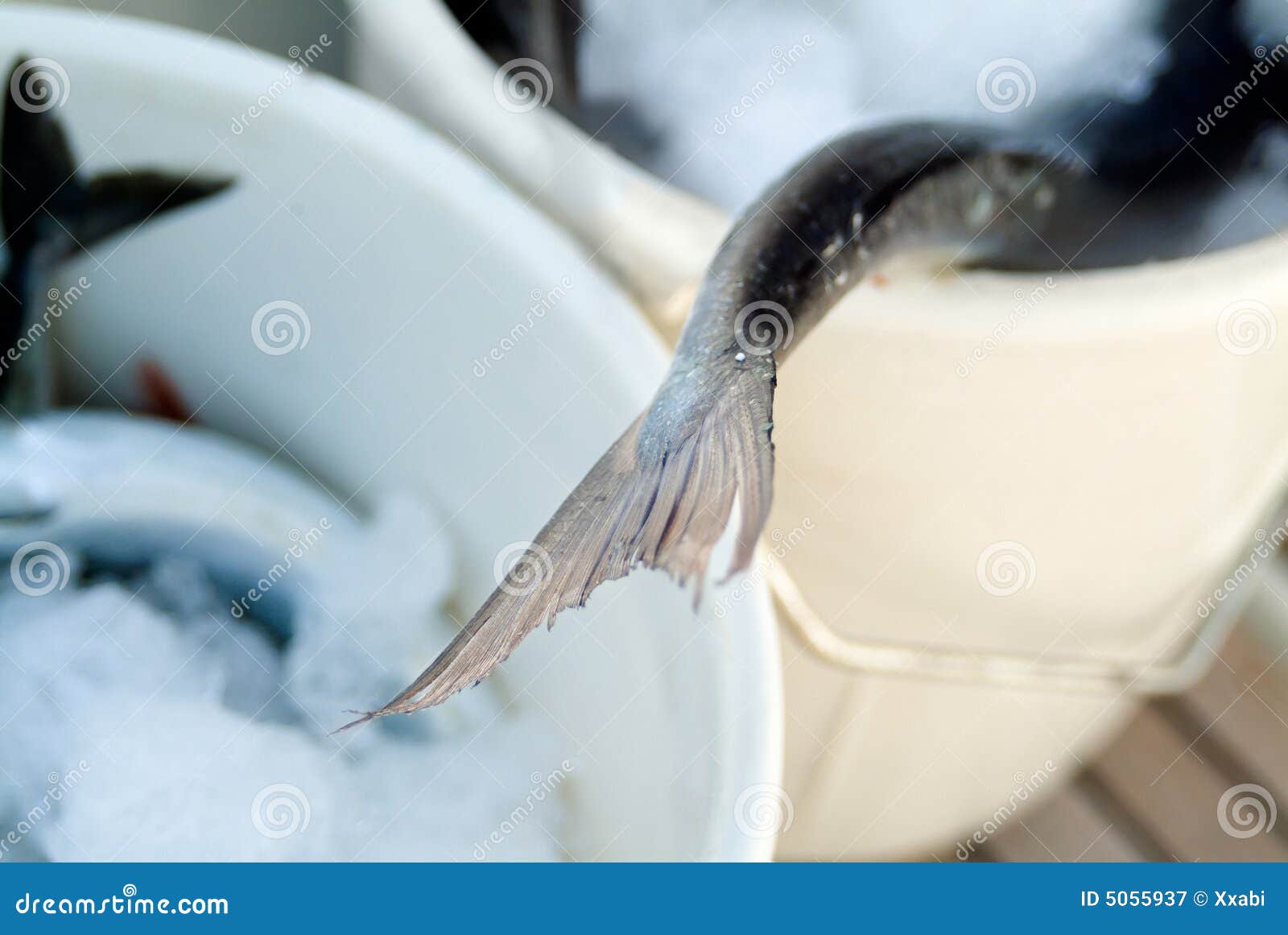 Fischflosse stockbild. Bild von meer, wanne, hitze, heck - 5055937