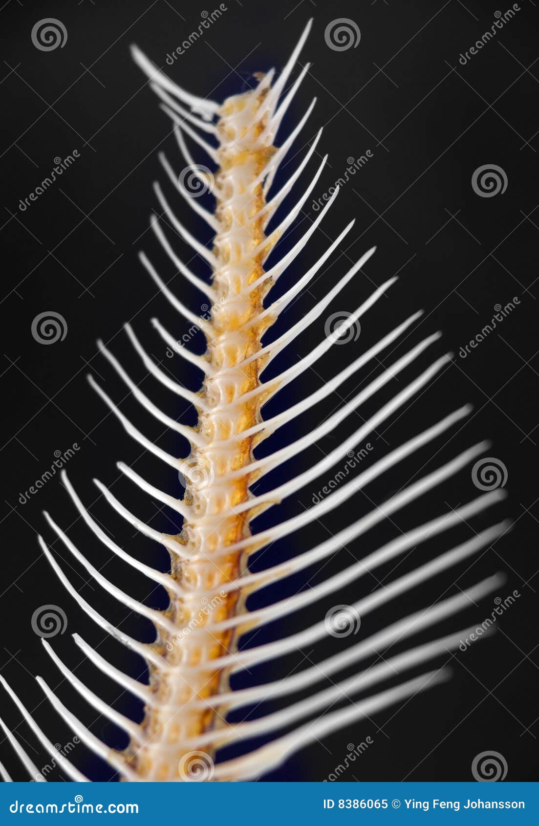 Fischknochen stockbild. Bild von hintergrund, muster, schön - 8386065