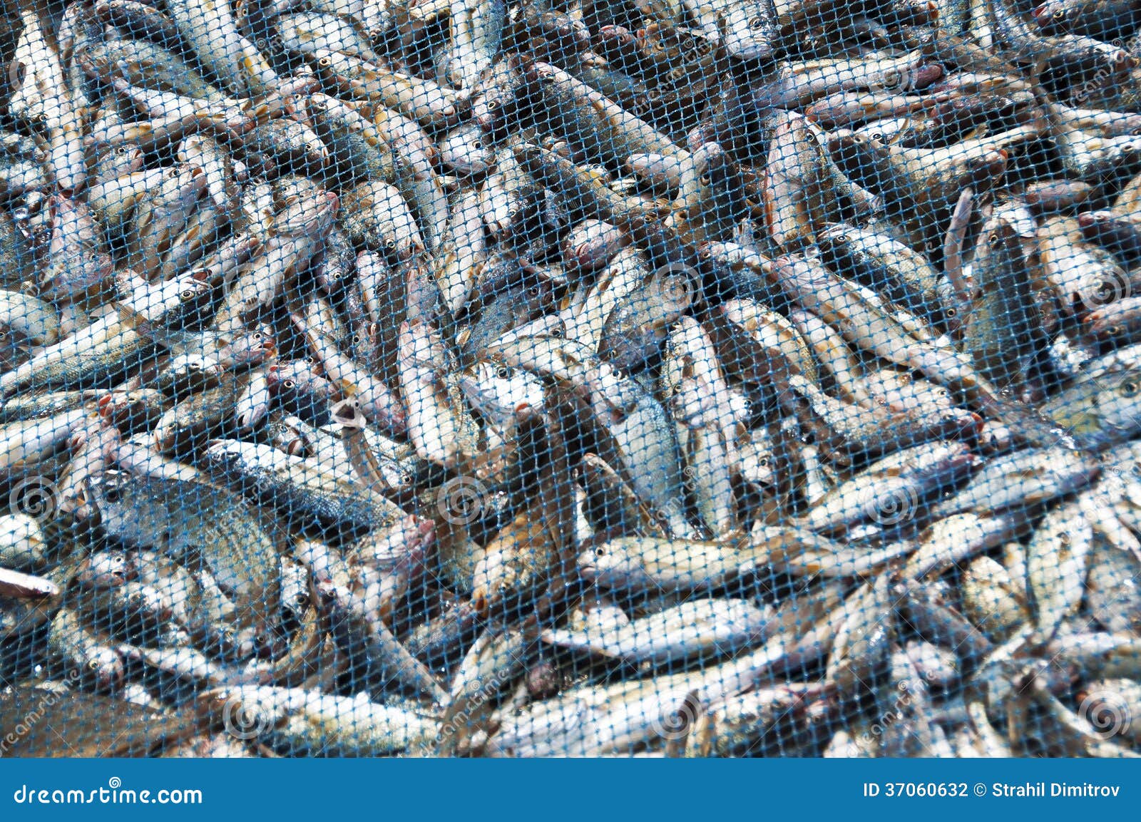 Fischnetz stockfoto. Bild von tier, meer, fische, meeresfrüchte - 37060632
