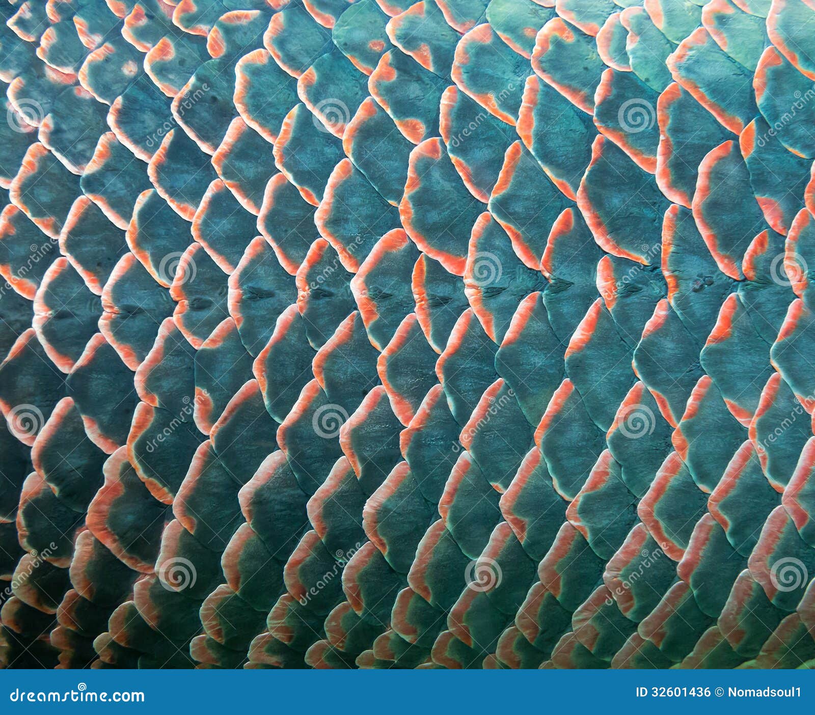 Fischschuppe stockfoto. Bild von meer, muster, tier, verkleidung - 32601436