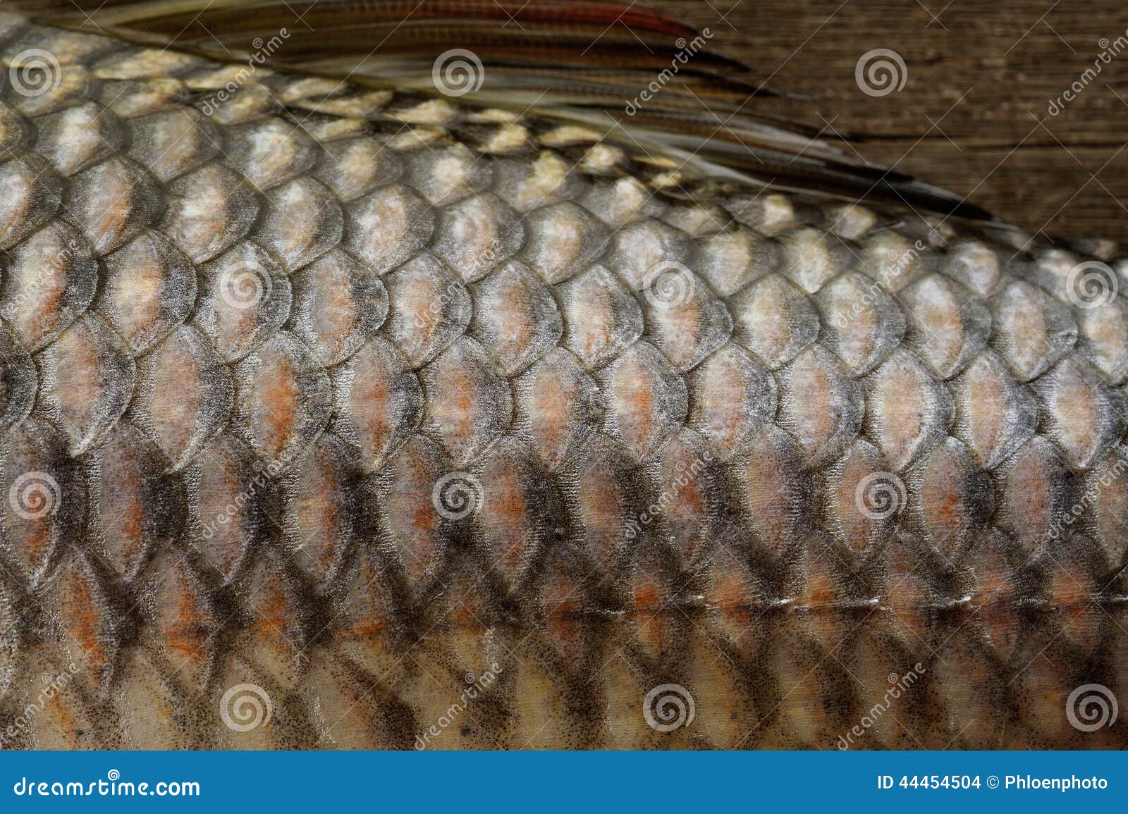 Fischschuppe stockfoto. Bild von frisch, flosse, karpfen - 44454504