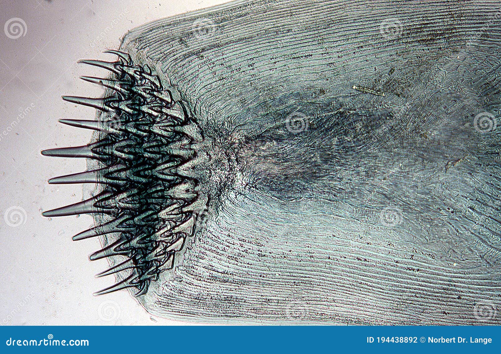 Fischschuppe Mit Spinous Spin Stockfoto - Bild von grau, makro: 194438892