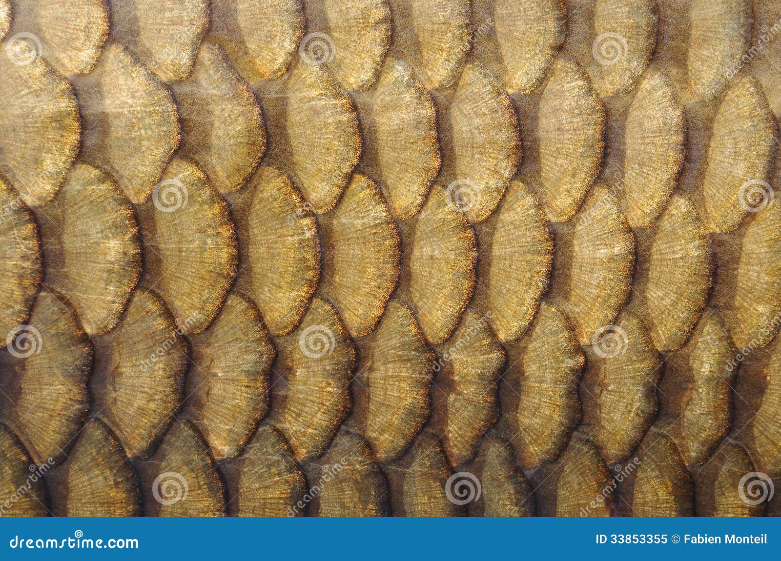 Fischschuppen stockbild. Bild von schleim, nave, tier - 33853355