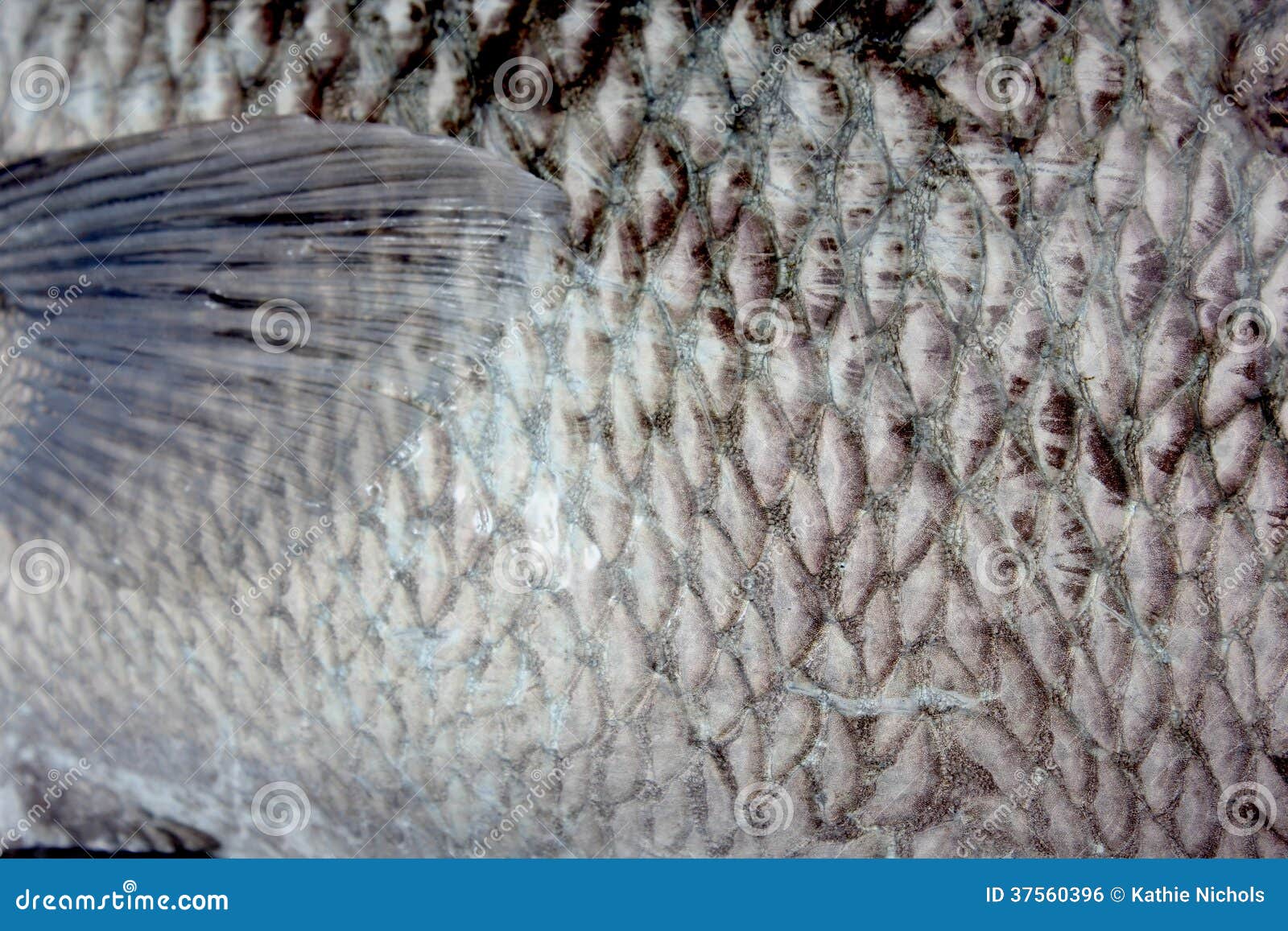 Fischschuppen U. Flosse Sweetlip Stockfoto - Bild von omega, meer: 37560396