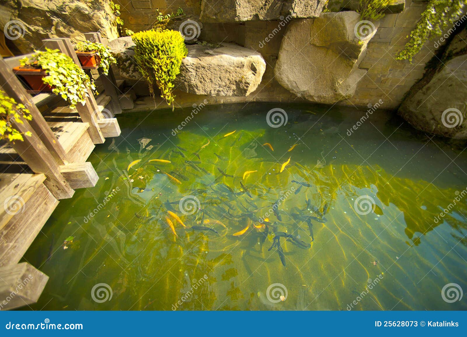 Fischteich am Japanischen Garten Stockbild - Bild von masse, büschel ...