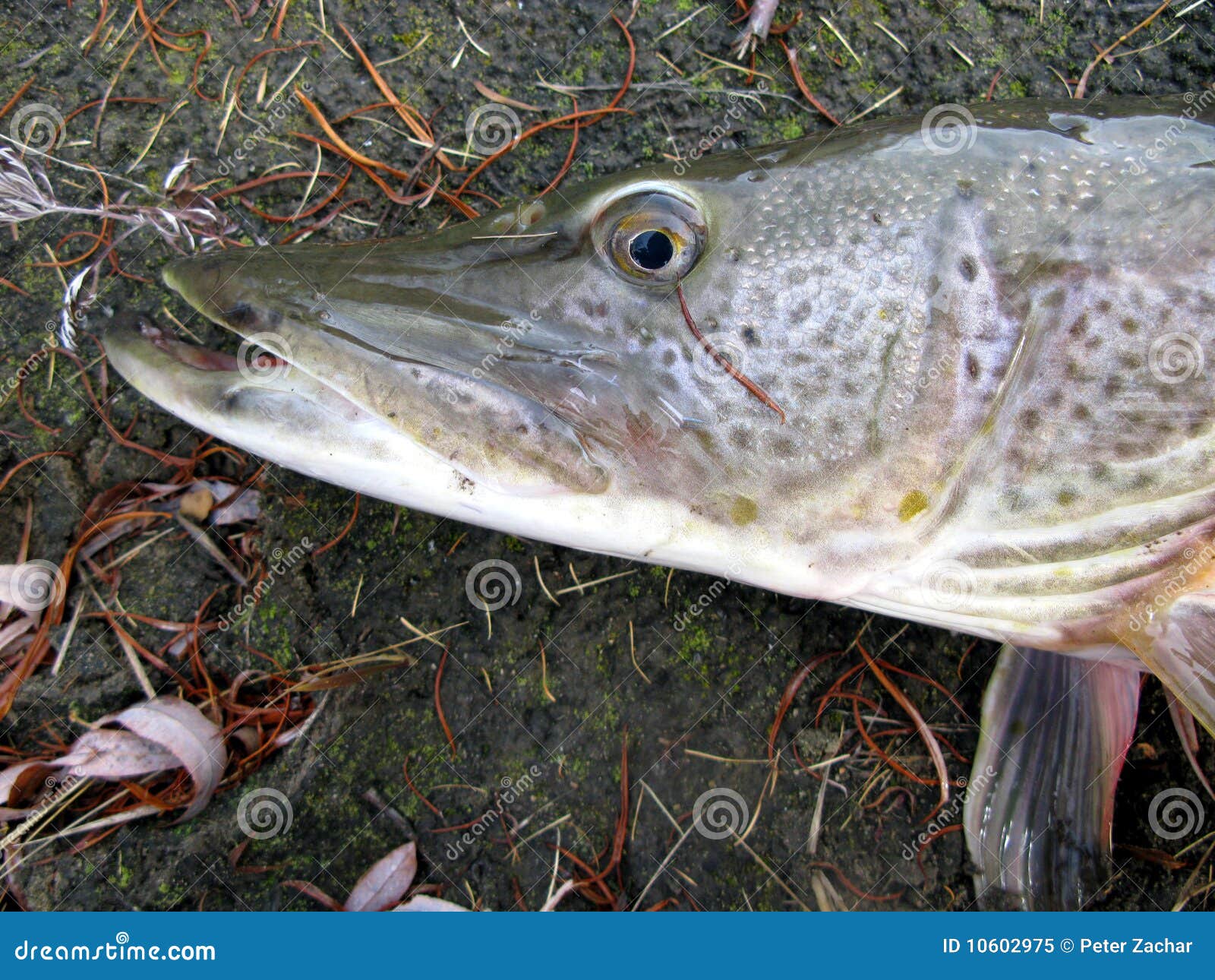 Fish stock image. Image of hold, macro, predator, nature - 10602975