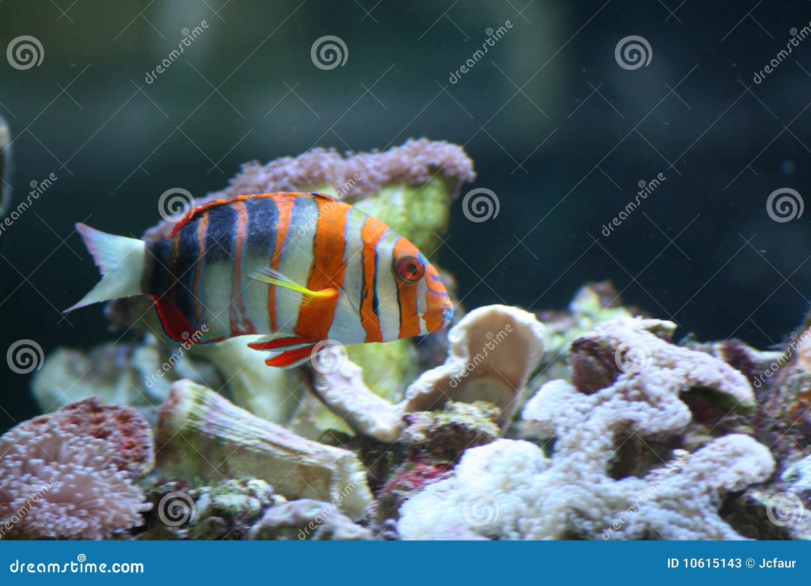 164 Tusk Fish Photos - Free & Royalty-Free Stock Photos from Dreamstime