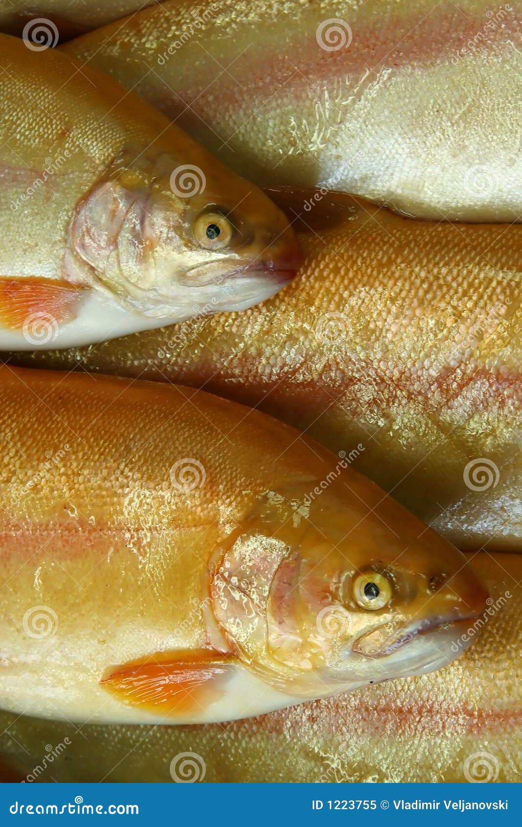 Fish stock image. Image of animal, lunch, flapper, close - 1223755