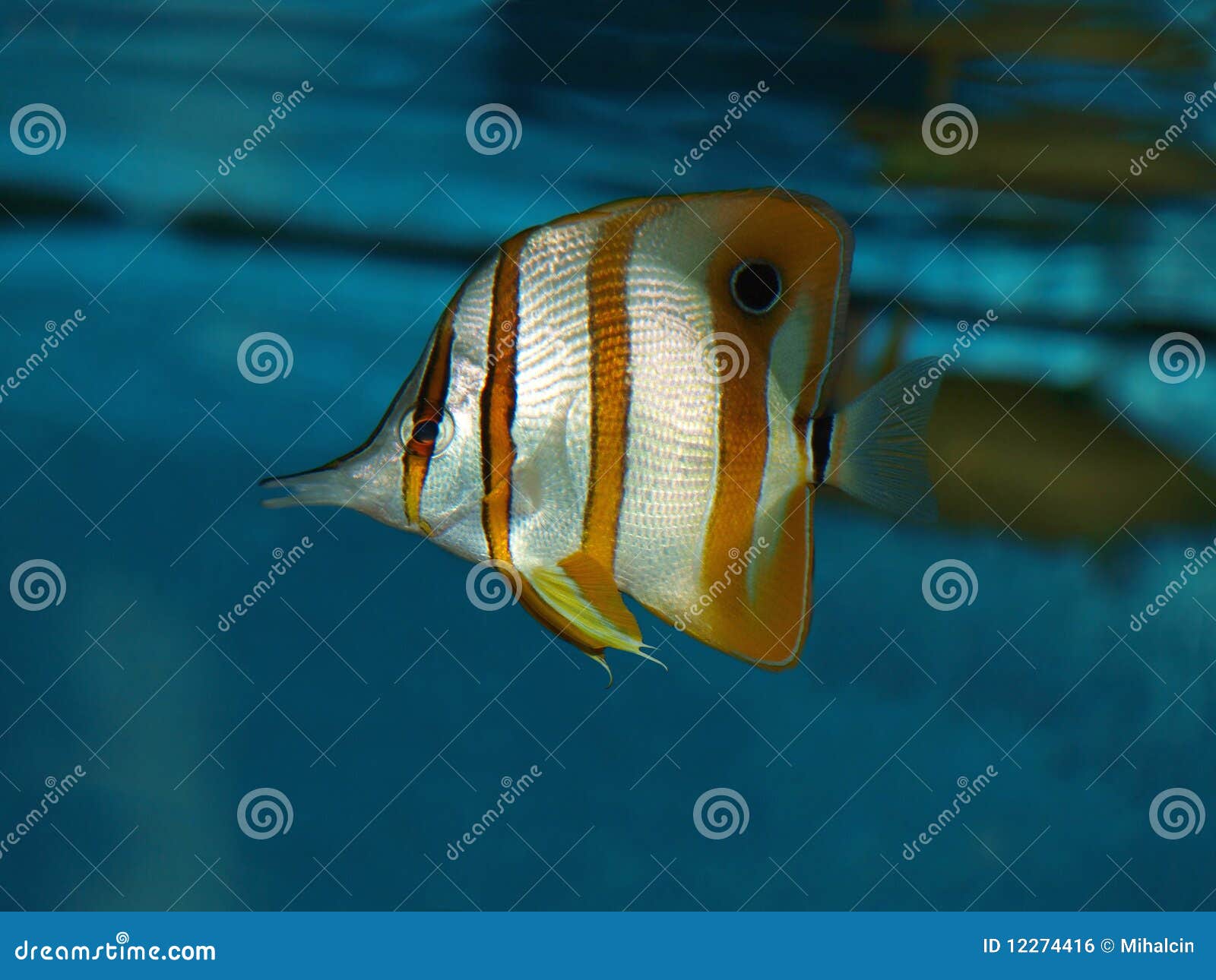 Fish stock photo. Image of cheerful, aquarium, ocean - 12274416
