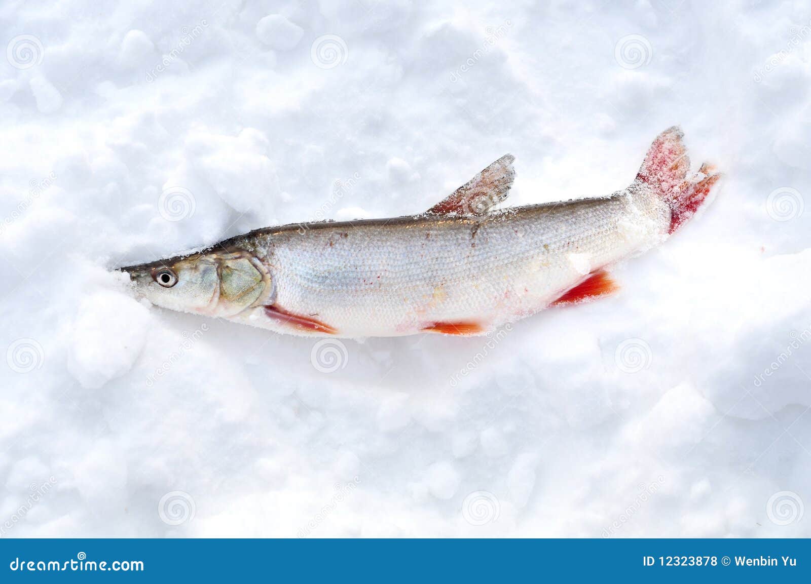 Fish stock photo. Image of season, snow, winter, fish - 12323878