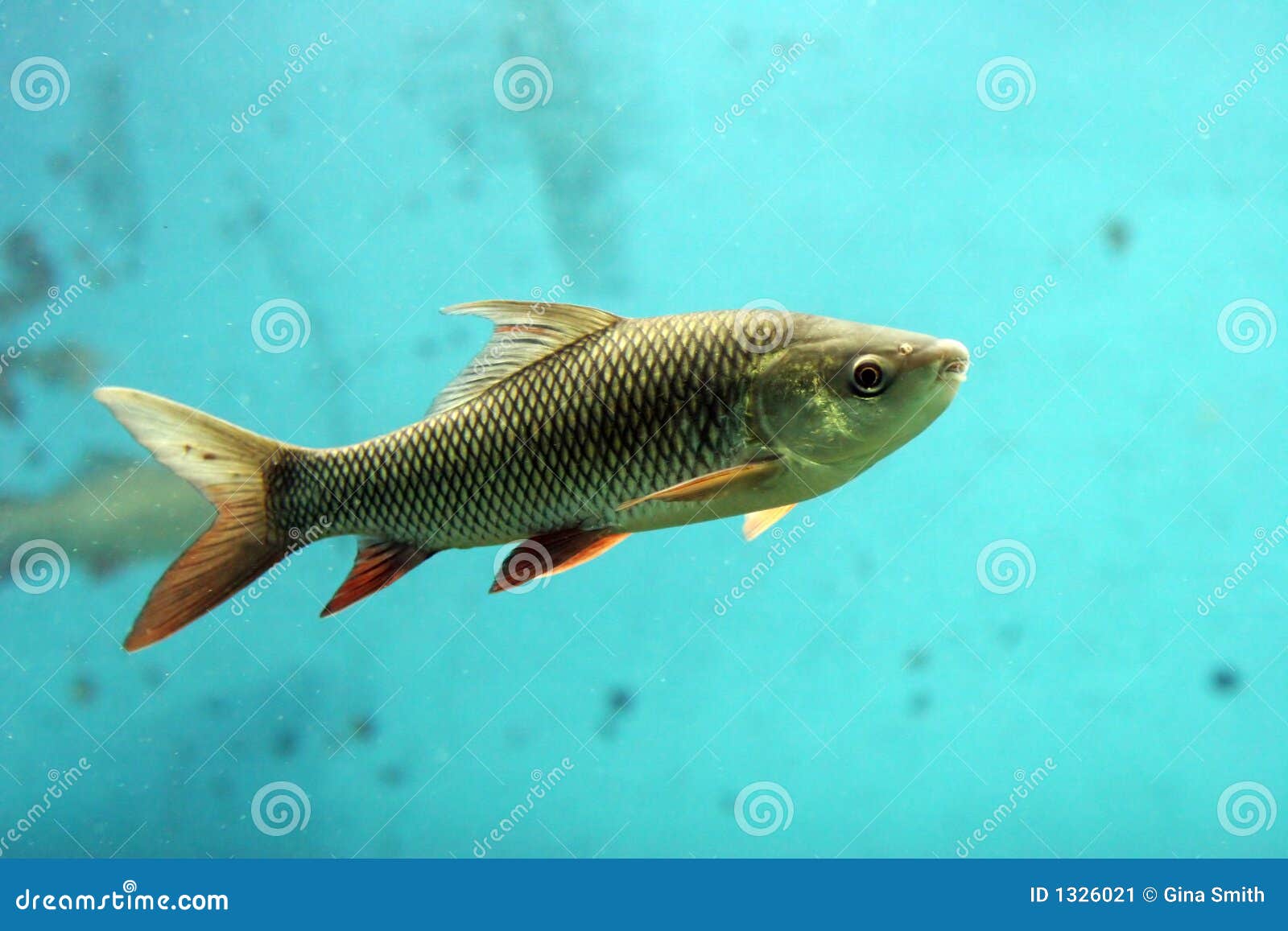 Fish stock image. Image of stream, group, close, underwater - 1326021
