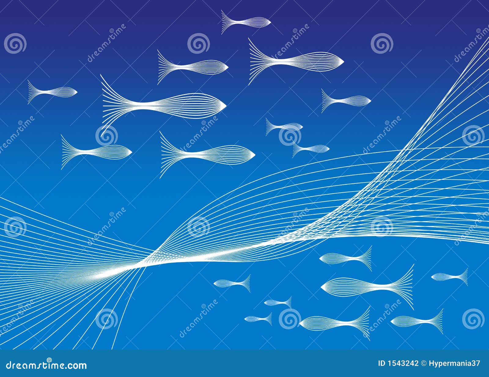 Fish Capture The Movement Of Fish Isolated On White Background.[ Breed ...