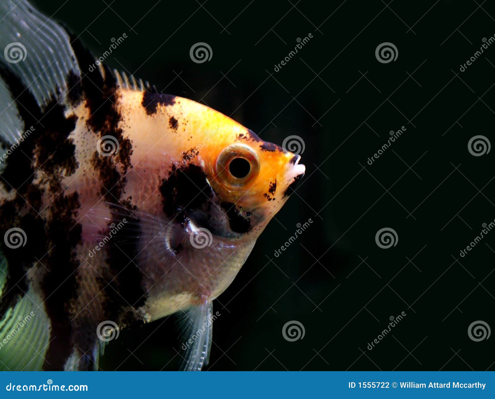 Fish stock photo. Image of color, underwater, camouflage - 1555722
