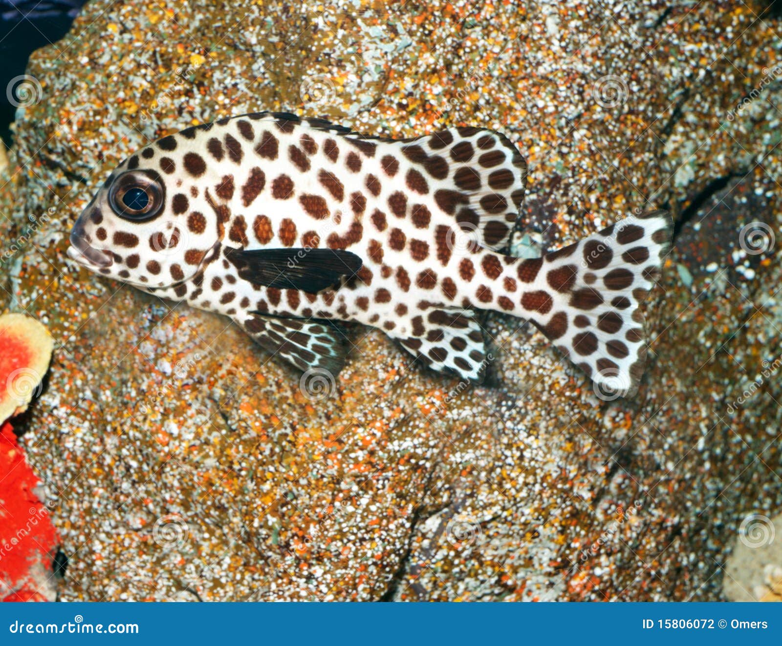 Doted Fish Stock Photos - Free & Royalty-Free Stock Photos from Dreamstime