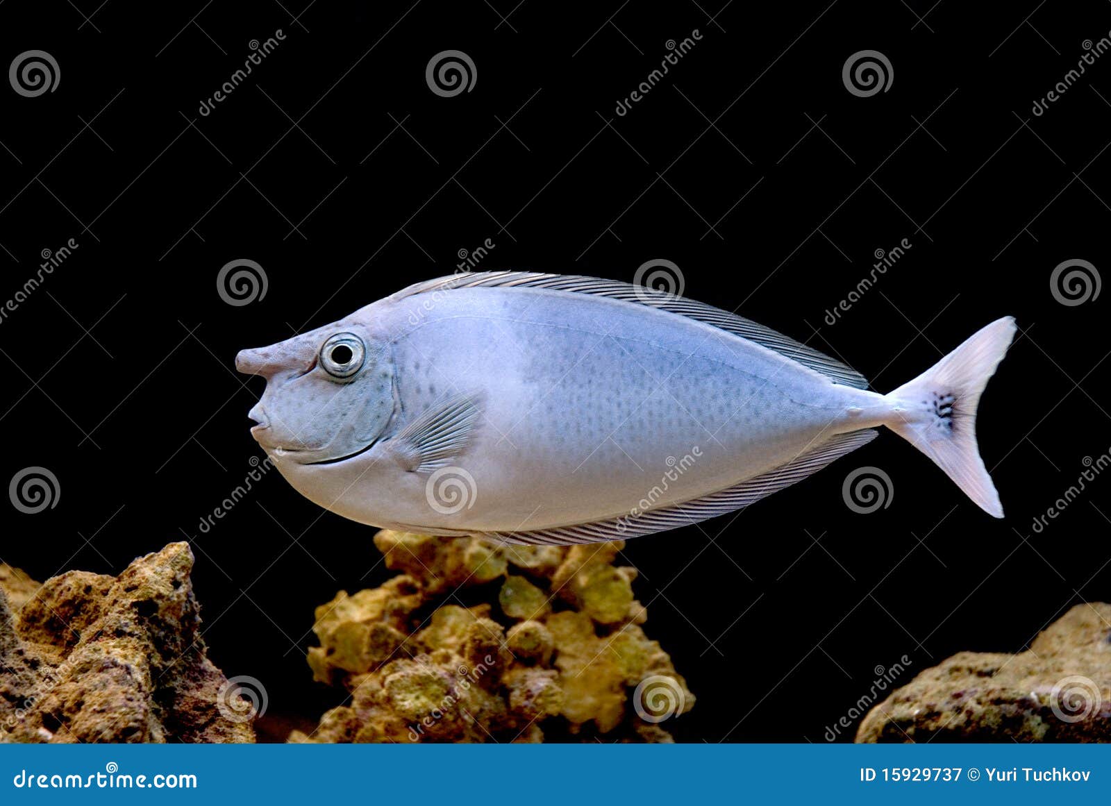 Fish stock image. Image of wildlife, nature, nose, fauna - 15929737