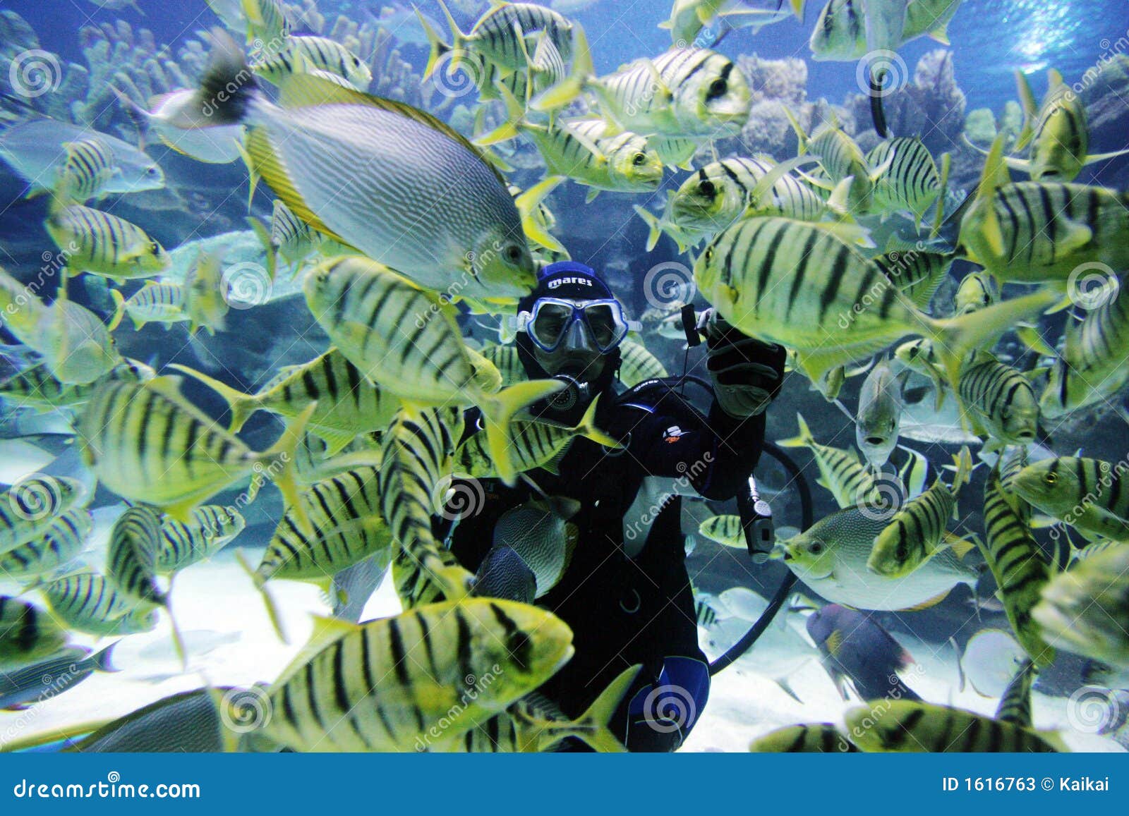 Fish stock image. Image of aquarium, shark, horizontal - 1616763