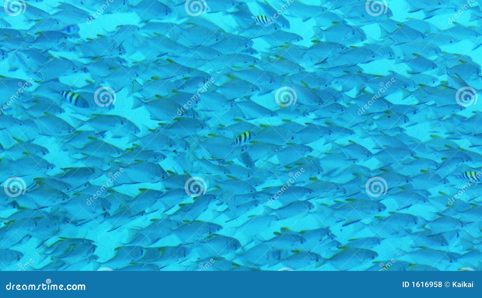 Fish stock photo. Image of padi, fish, swim, island, horizontal - 1616958