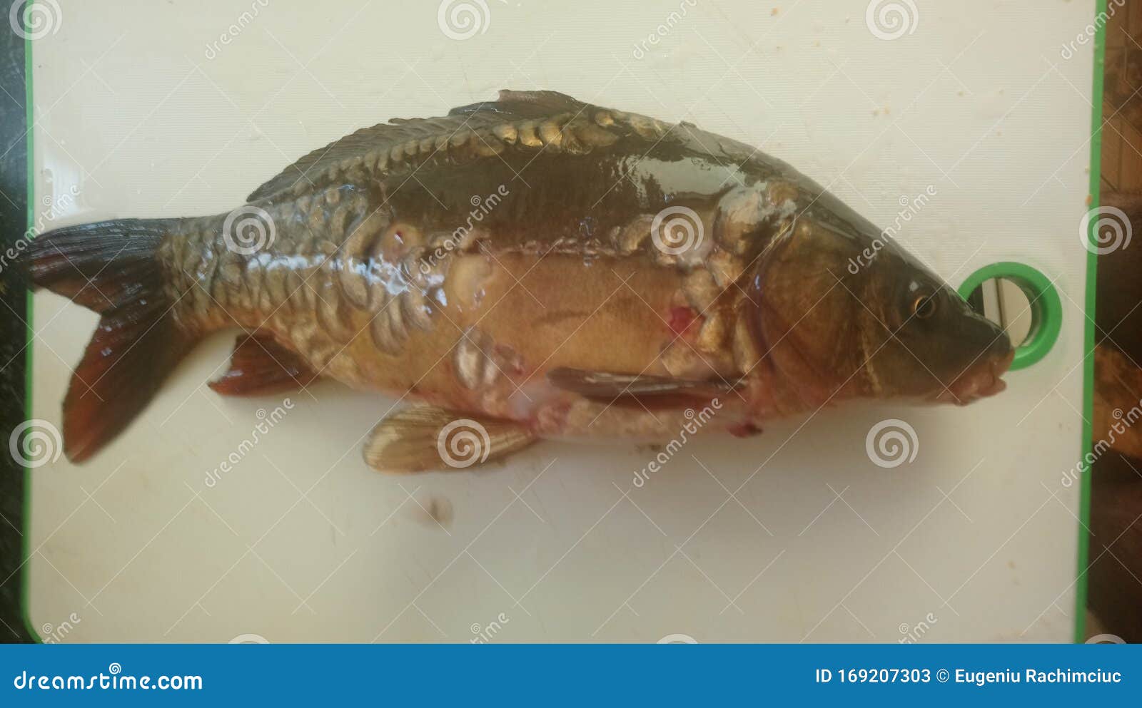 Fish and fish stock image. Image of carp, karp, fish - 169207303