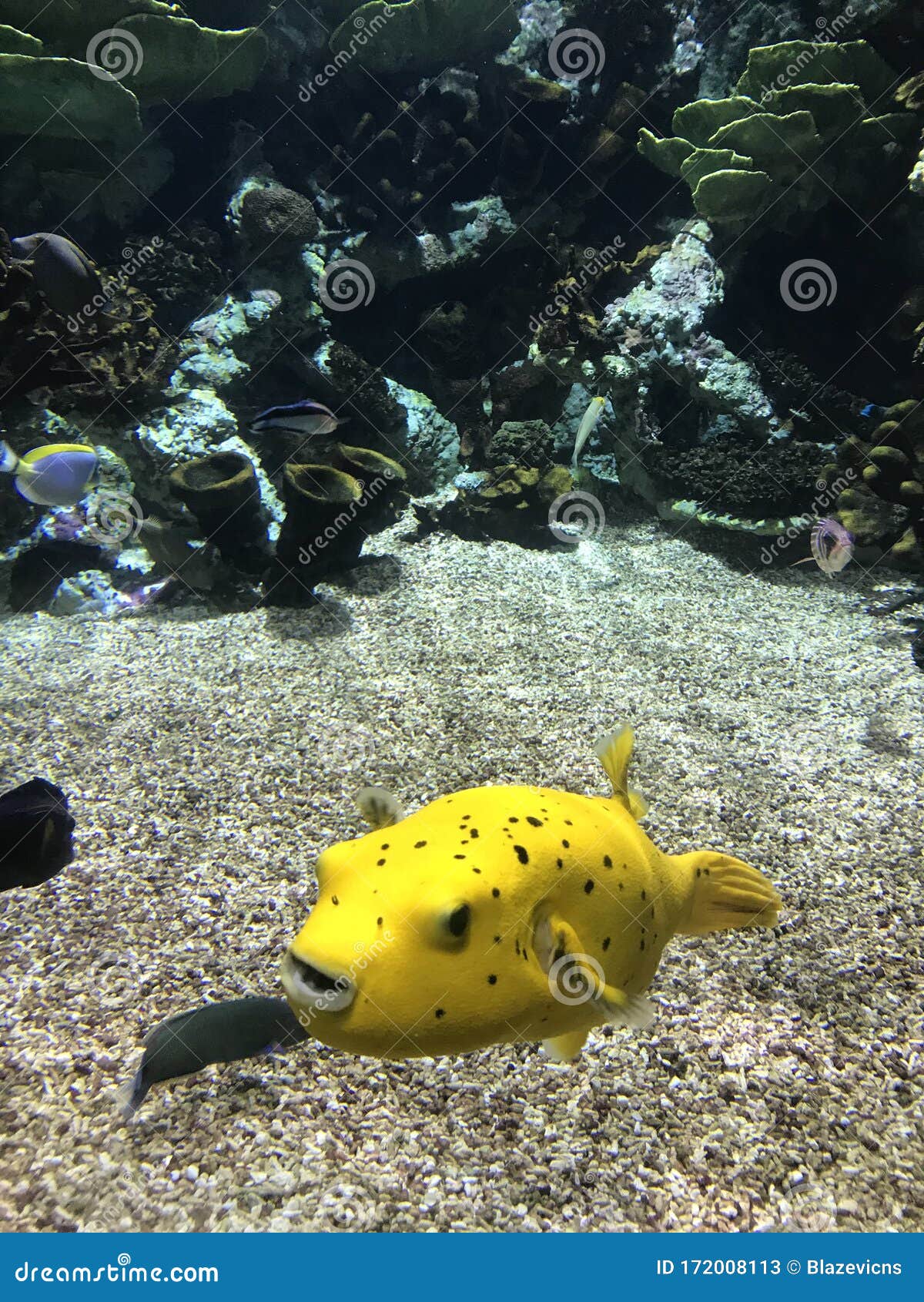 Big Yellow Fish in Aquarium Stock Image - Image of black, city: 172008113