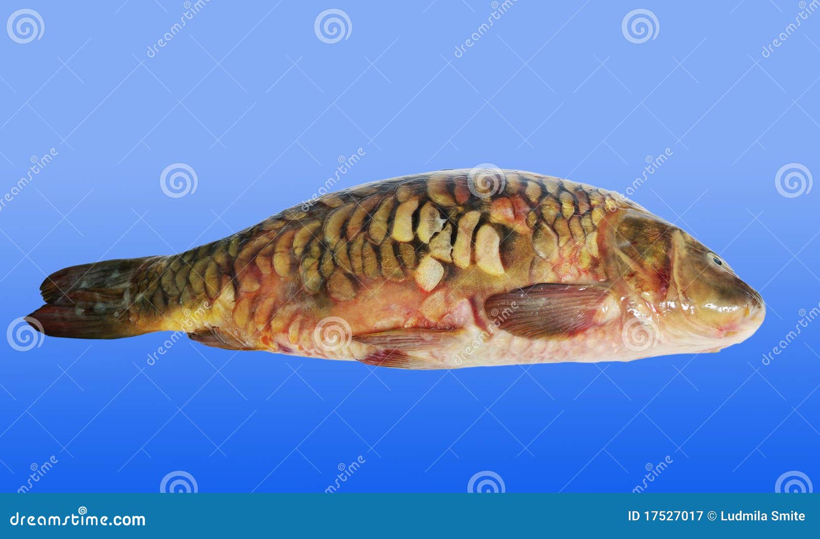 Fish. stock image. Image of horizontal, brown, animal - 17527017