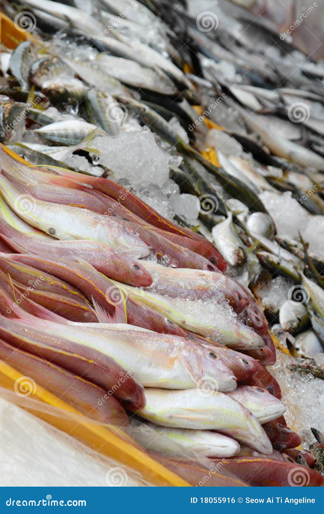 Fish stock photo. Image of fresh, kerisi, food, business - 18055916