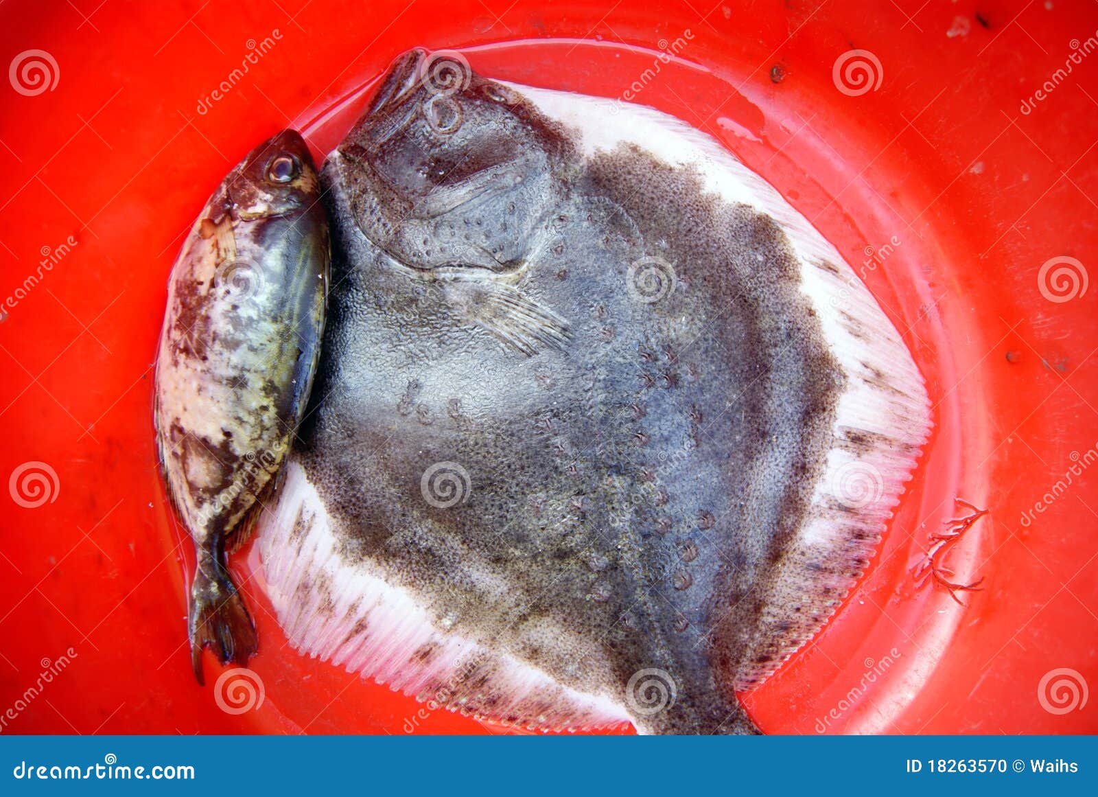 Fish stock photo. Image of pleasure, stare, ease, freedom - 18263570