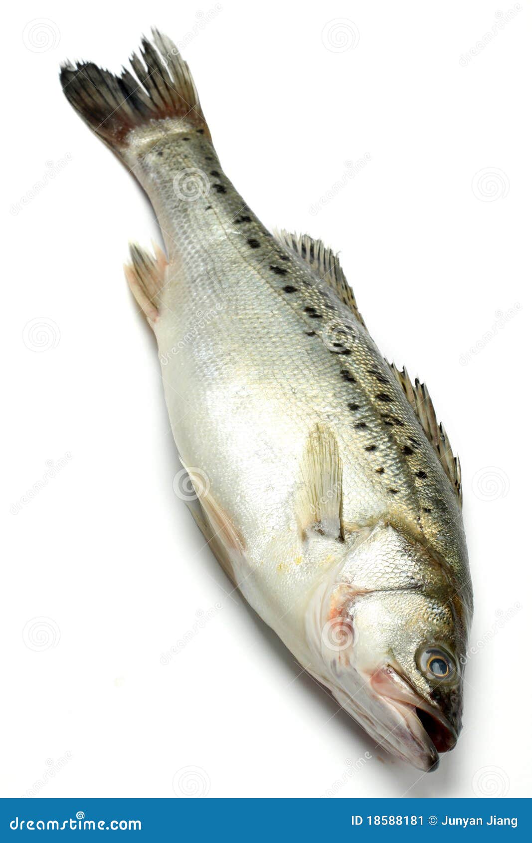 4,021 Gilt Head Fish Stock Photos - Free & Royalty-Free Stock Photos ...