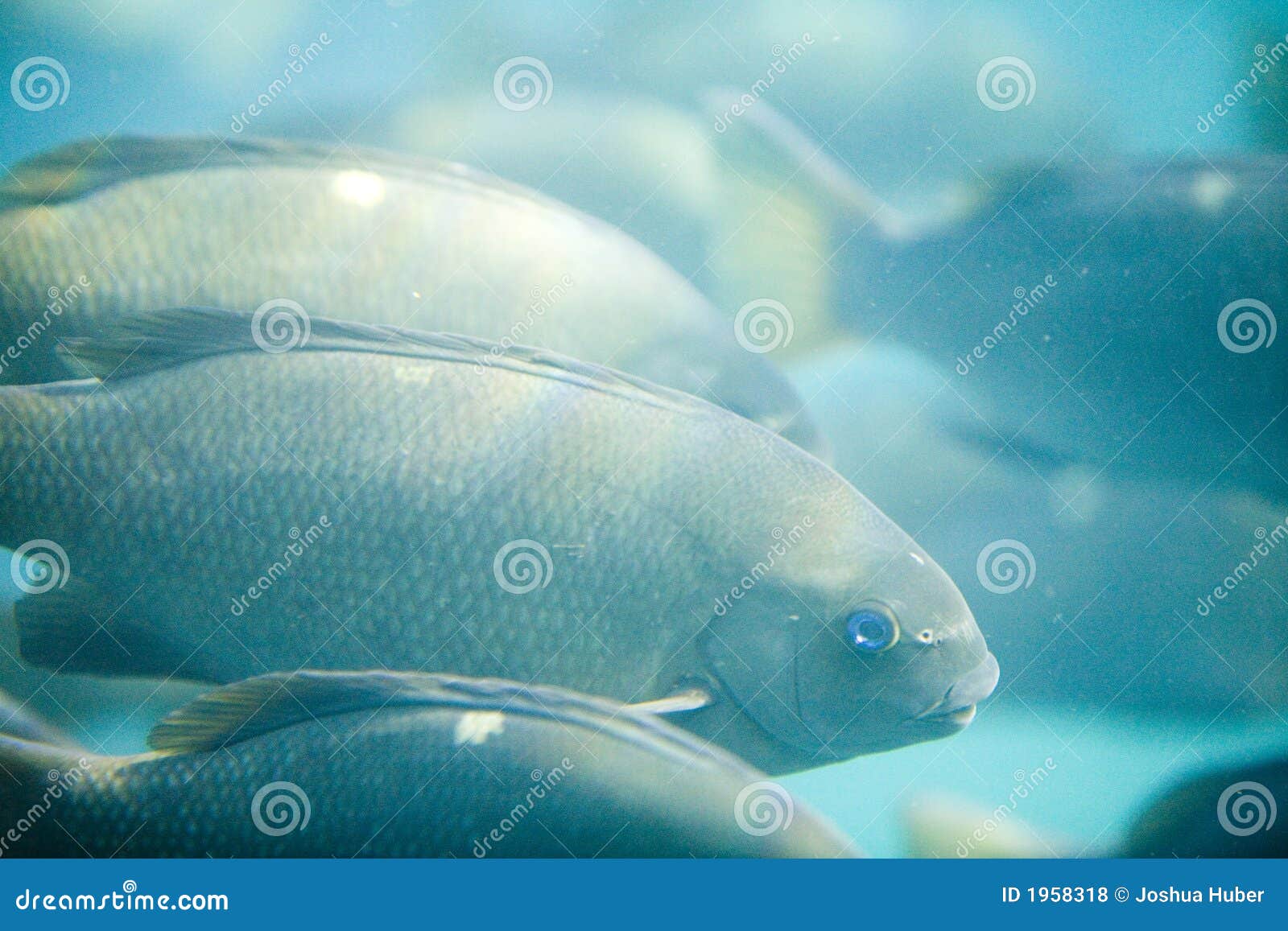 Fish stock photo. Image of beauty, diving, silver, coast - 1958318