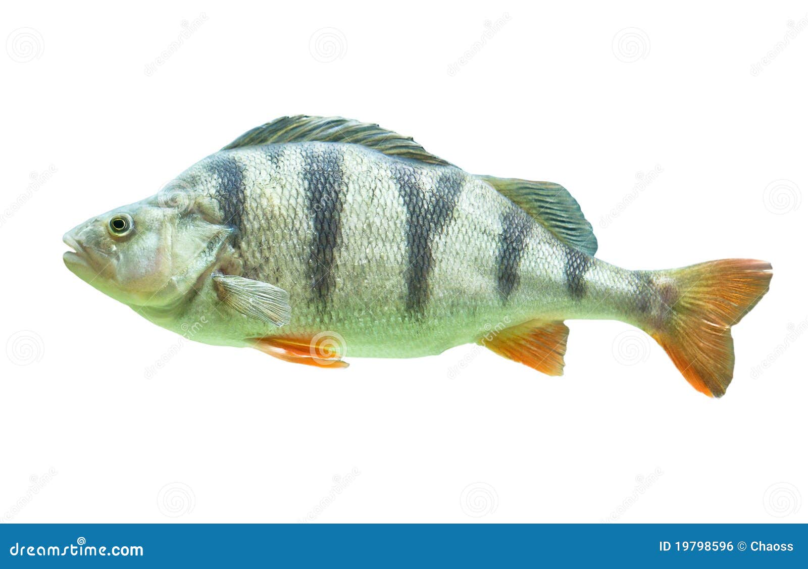 Fish stock photo. Image of white, side, view, marine - 19798596