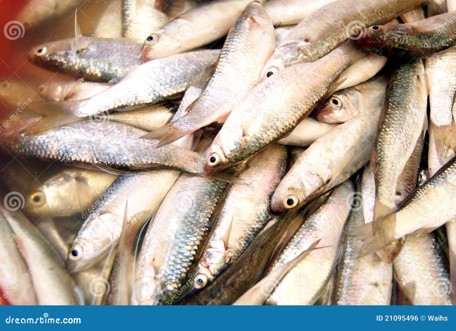 Fish stock photo. Image of fresh, stocking, ocean, kitchen - 21095496