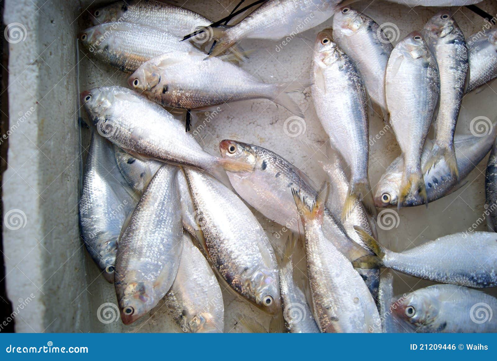 Fish stock photo. Image of creatures, trading, stare - 21209446